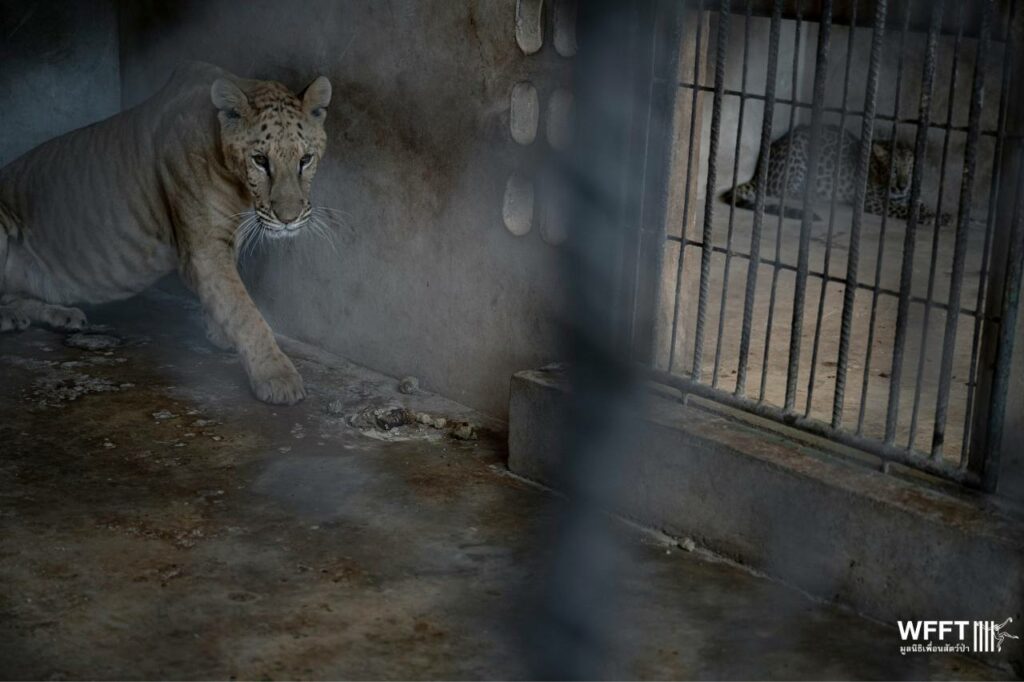 การเพิ่มจำนวนขึ้นอย่างรวดเร็วของฟาร์มเพาะพันธุ์สิงโตภายในประเทศไทย ...